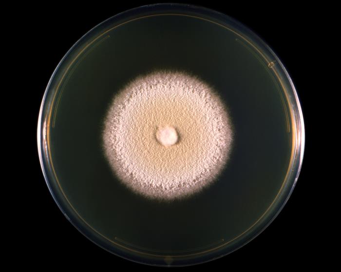 Trichophyton spp. - Agentes Biológicos - Hongo