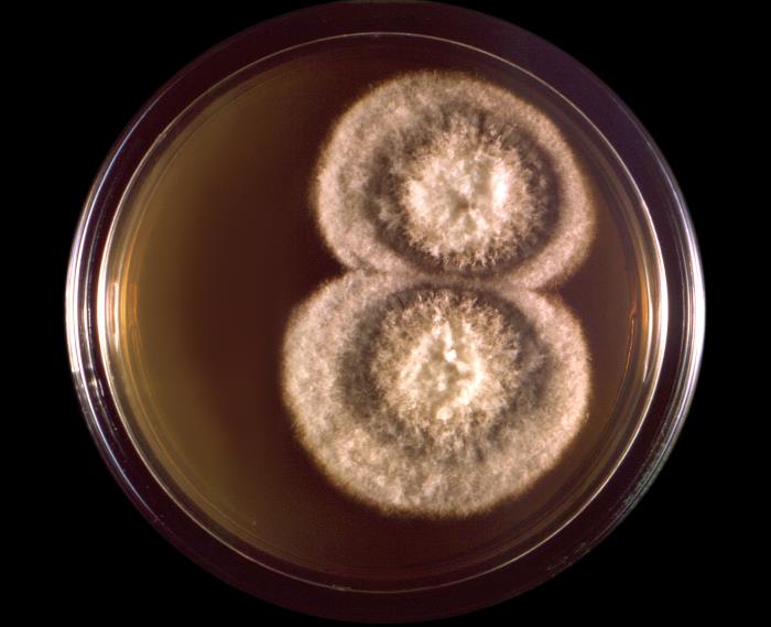 Coccidioides immitis - Agentes Biológicos - Hongos