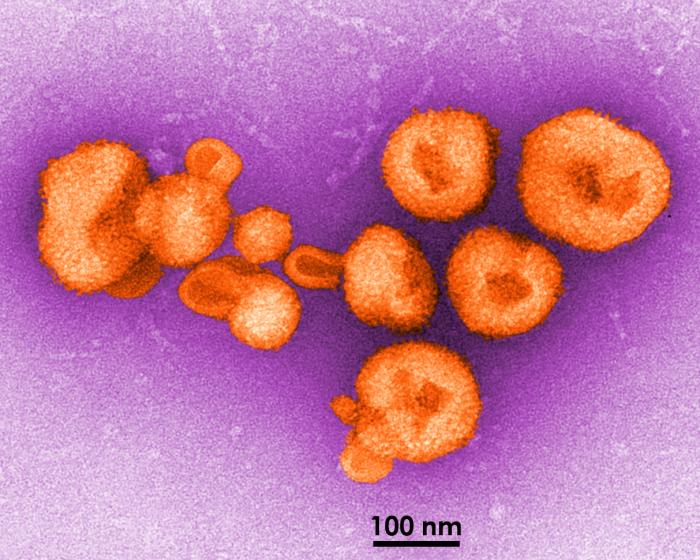 Mamarenavirus De La Coriomeningitis Linfocítica Cepas Neurotrópicas